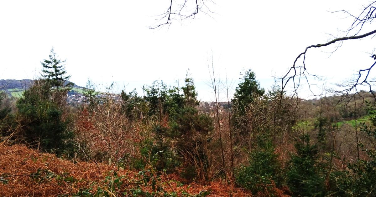 MUTTERS MOOR, HARPFORD & RIVER OTTER (AMENDED SINCE PRINTED PROGRAMME) - Ramblers